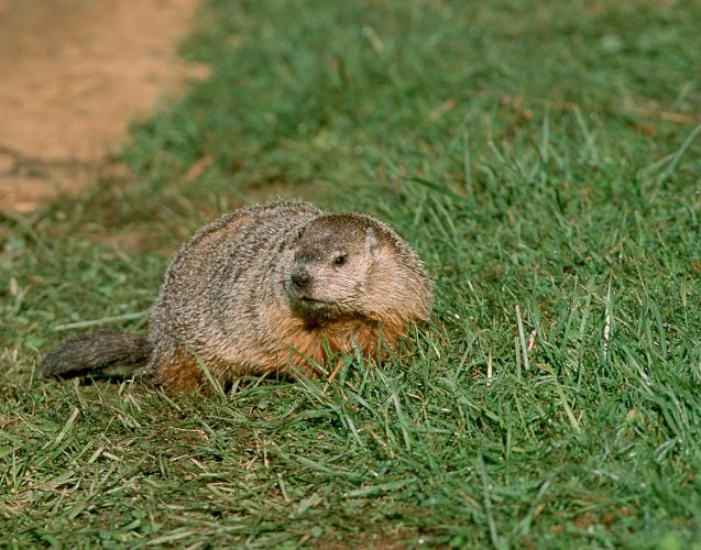 The good about groundhogs | News, Sports, Jobs - Times Observer